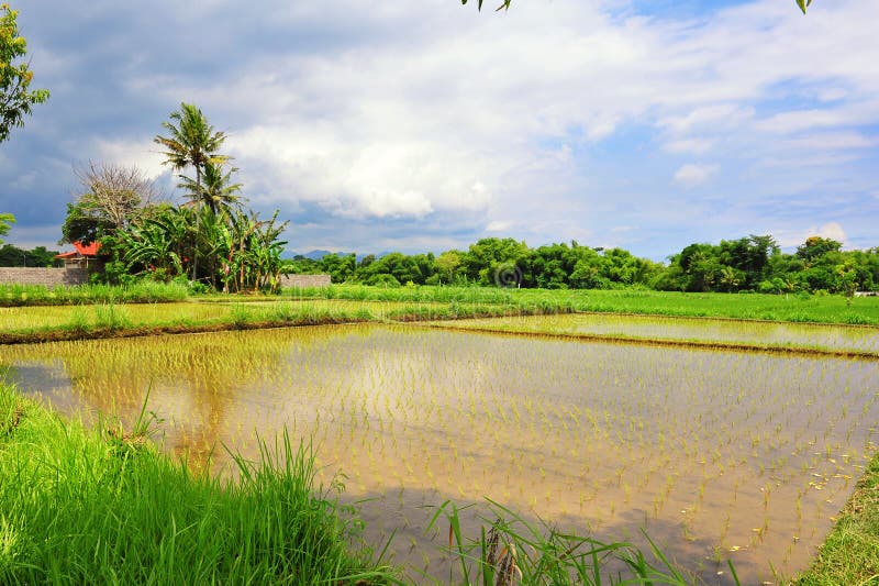 Paddy field in Bali stock photo. Image of rice, bali - 22506424