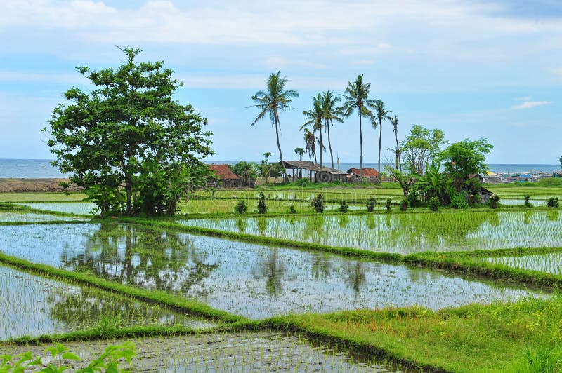 2,016 Wheat Bali Stock Photos - Free & Royalty-Free Stock Photos from ...