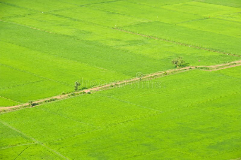 Paddy field ,bird eye view stock photo. Image of light - 20004486