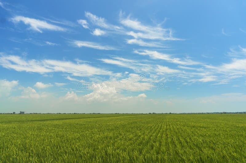 Paddy field stock image. Image of beautiful, flora, grain - 35040227