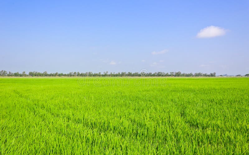 Paddy field in blue sky stock image. Image of agriculture - 25504587