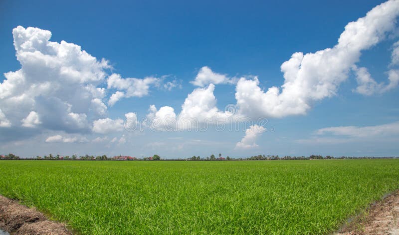 Paddy field stock photo. Image of mountain, thailand - 43971548