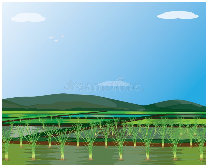 Paddy Field with Blue Sky Background Vector Stock Vector - Illustration ...