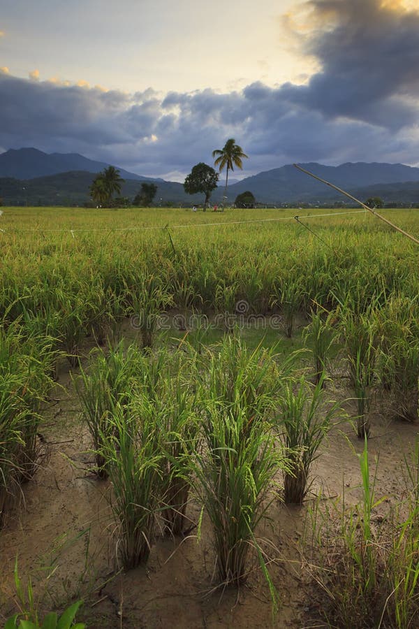 Paddy Field with Blue Sky at Kota Marudu, Sabah, East Malaysia Stock ...