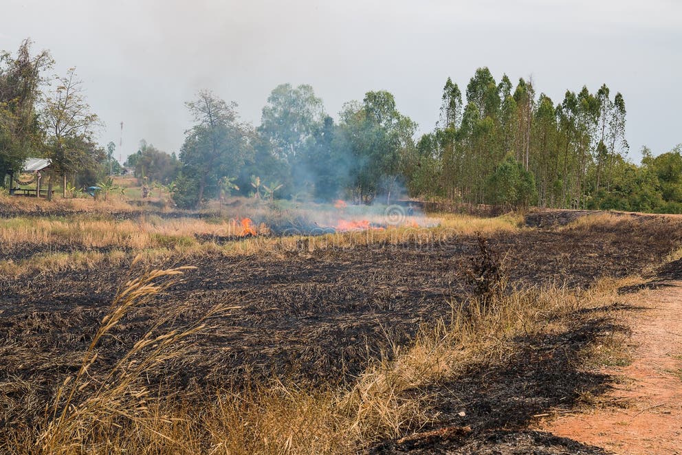 Paddy field burned by fire stock image. Image of field - 89807379