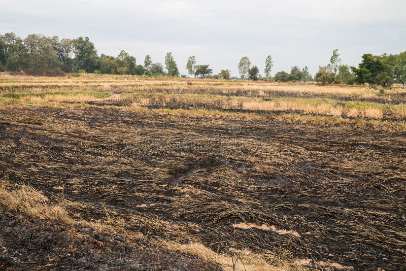 Paddy field burned by fire stock image. Image of field - 89807393