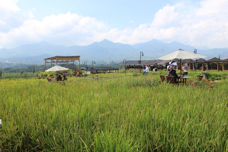 Paddy Field Cafe Tour in Pujon, Malang District, East Java, Indonesia ...