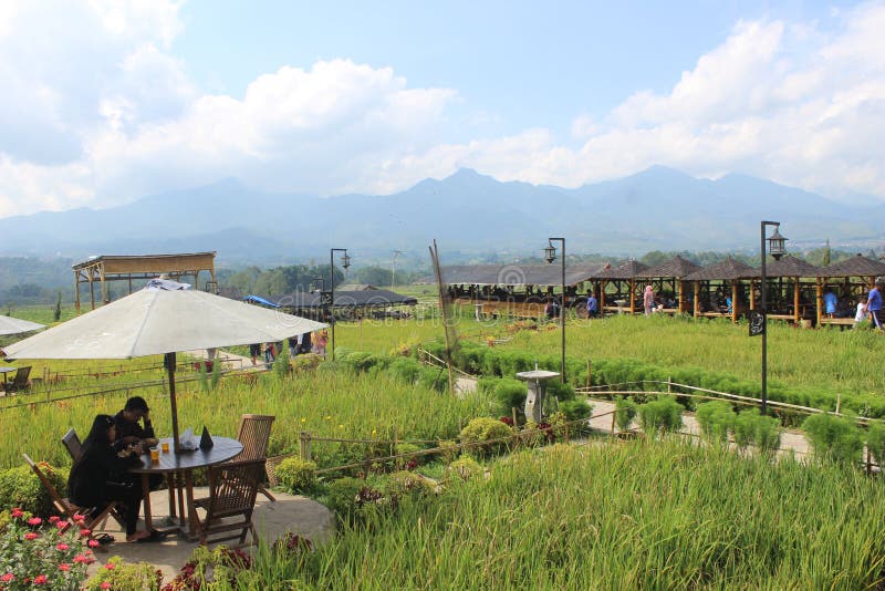 Paddy Field Cafe Tour in Pujon, Malang District, East Java, Indonesia ...