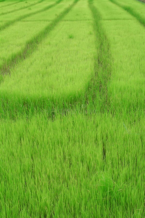 Paddy field stock photo. Image of crop, grass, green - 33280188