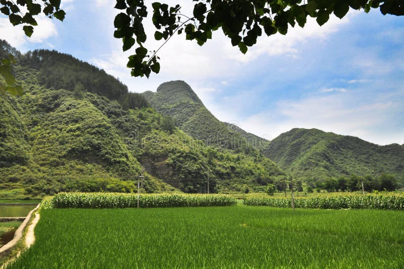 The paddy field in china stock photo. Image of green - 40145558