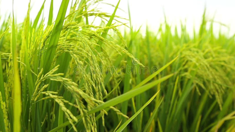 Paddy Field with Water, Top View. Agriculture in the Philippines Stock ...