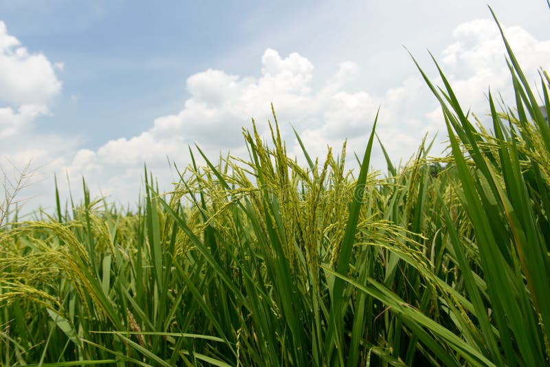 Paddy field stock photo. Image of grain, ripe, foliage - 34379356
