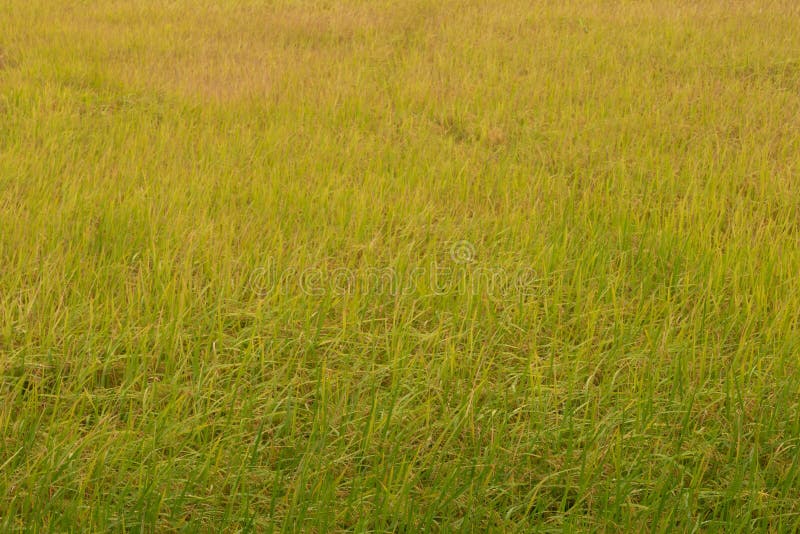 Paddy field stock photo. Image of autumn, beautiful - 122104492