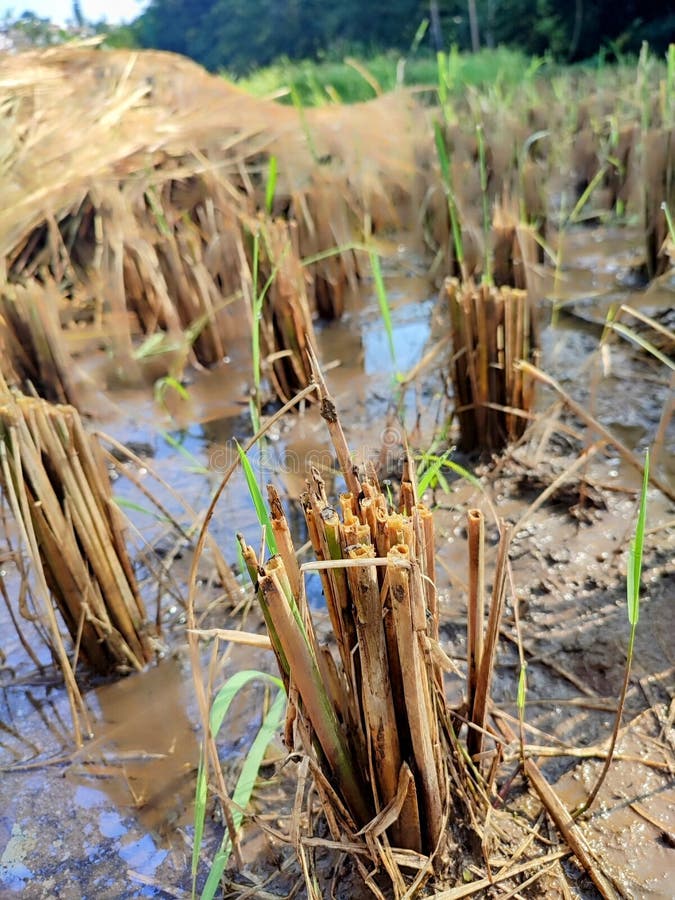 Paddy Field Condition after Harvesting Rice Stock Illustration ...