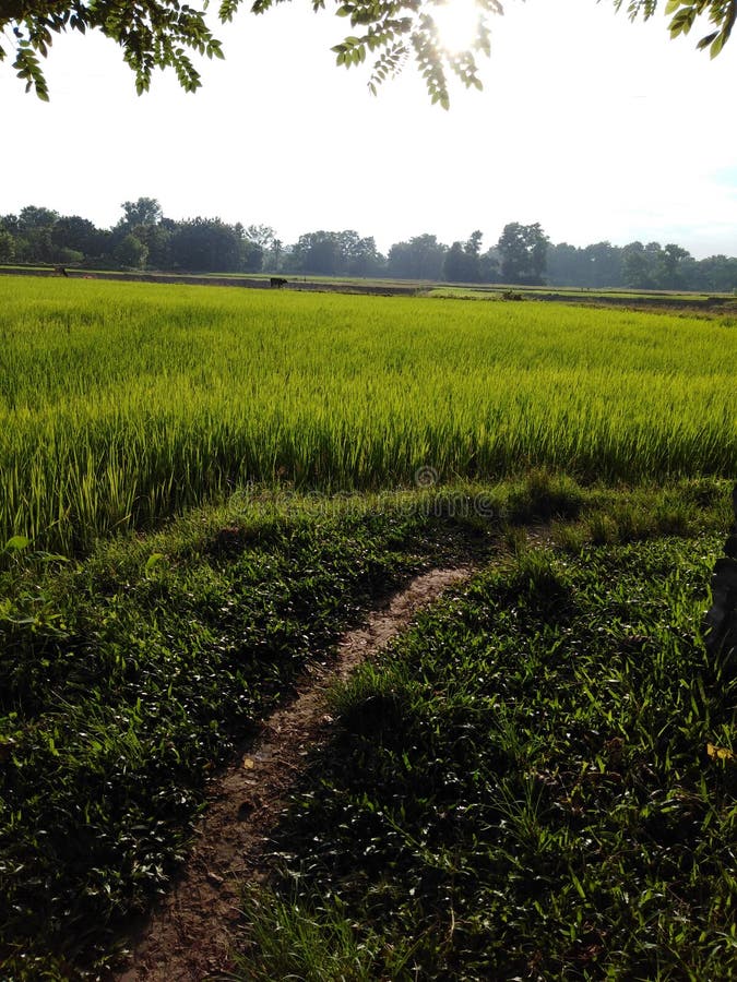 Paddy field stock photo. Image of field, sunny, paddy - 128391388
