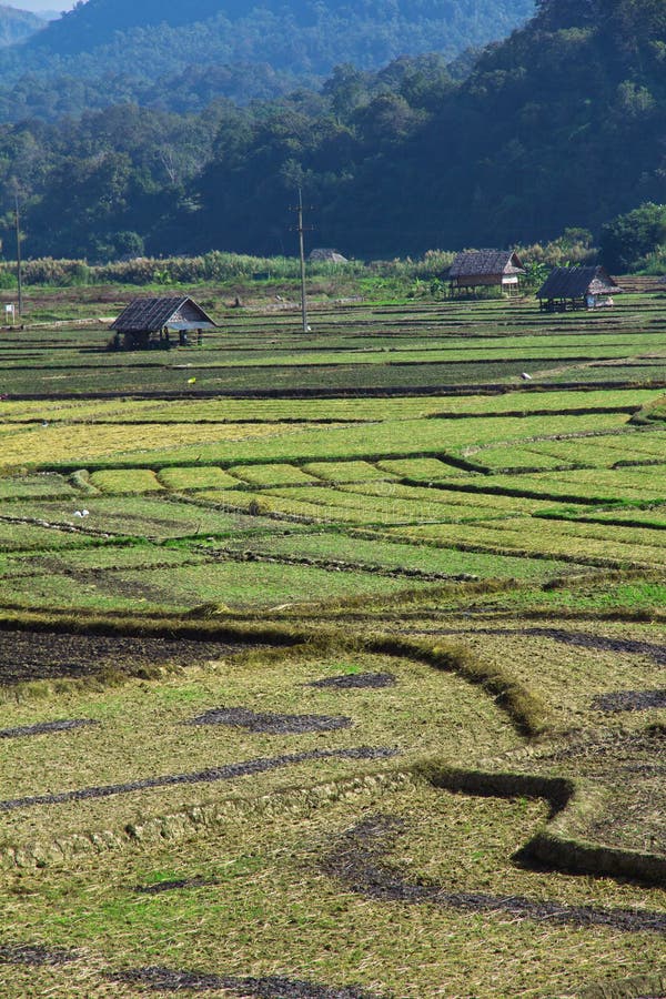 Paddy field in countryside stock image. Image of asia - 23052889