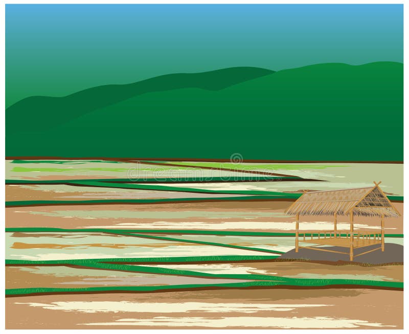 Paddy field stock illustration. Illustration of sprinkle - 77958663