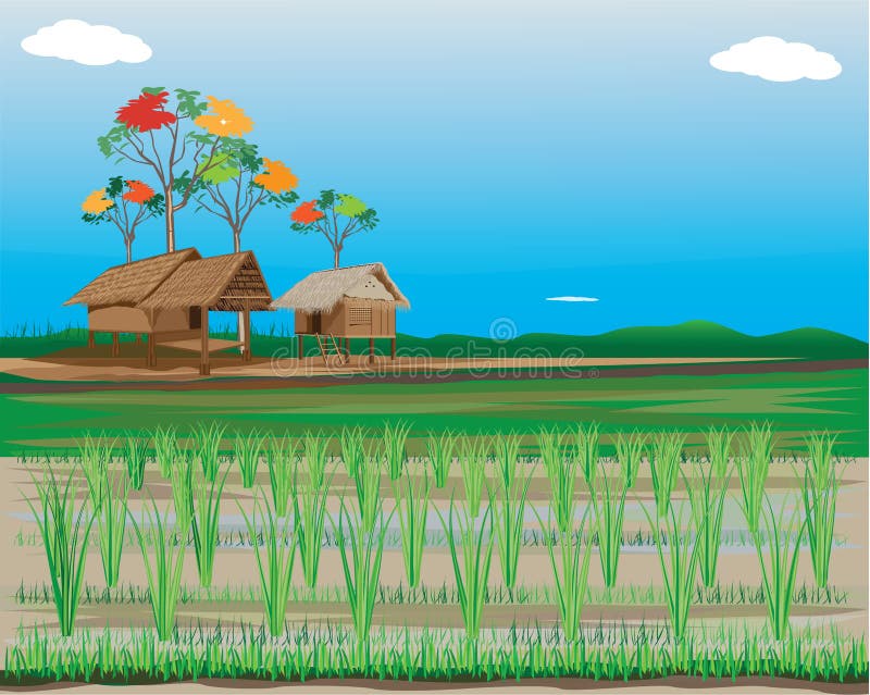 Paddy field stock illustration. Illustration of field - 87712268
