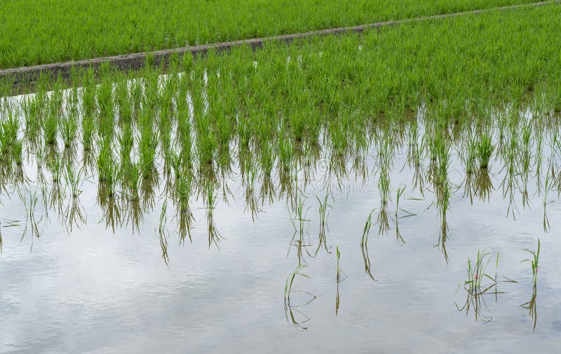 A Paddy Field Damaged by Apple Snails Stock Image - Image of green ...