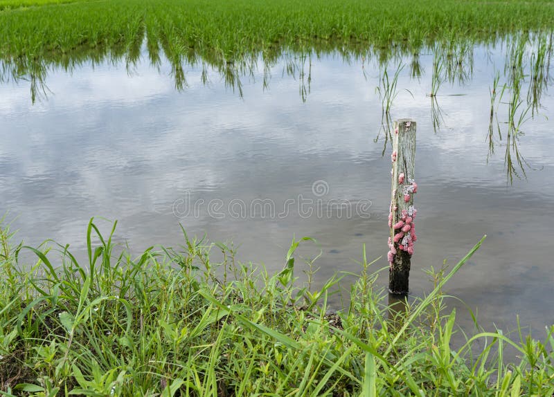 Apple Snail Eggs On Rice Plant Stock Image - Image of field, nature ...