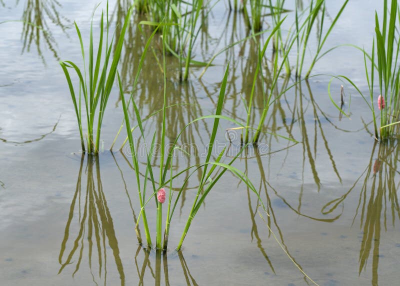 Apple Snail Eggs On Rice Plant Stock Image - Image of field, nature ...