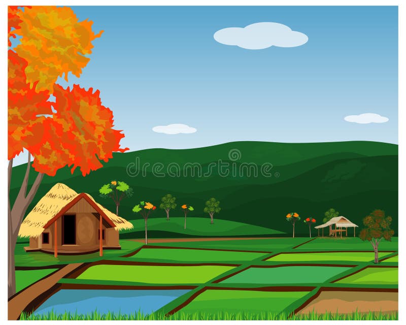 Paddy field stock vector. Illustration of paddy, mountain - 130236250