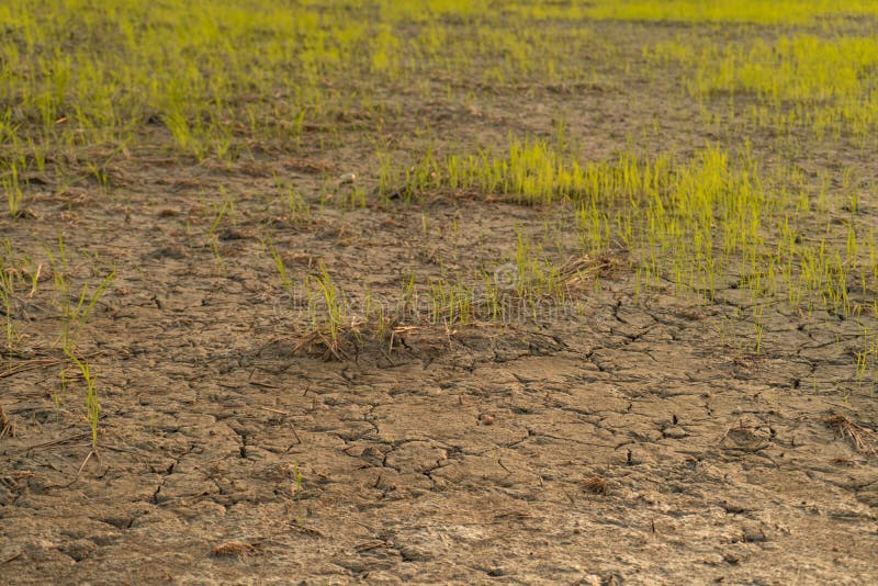 Paddy field with dry land stock photo. Image of asia - 185621620