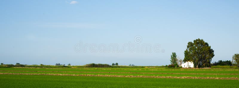Paddy Field in the Ebro Delta, Spain, Web Banner Stock Image - Image of ...