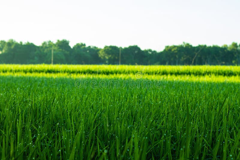 The Paddy Field Ecosystem is Composed of Surface Water, Plowed Soil ...