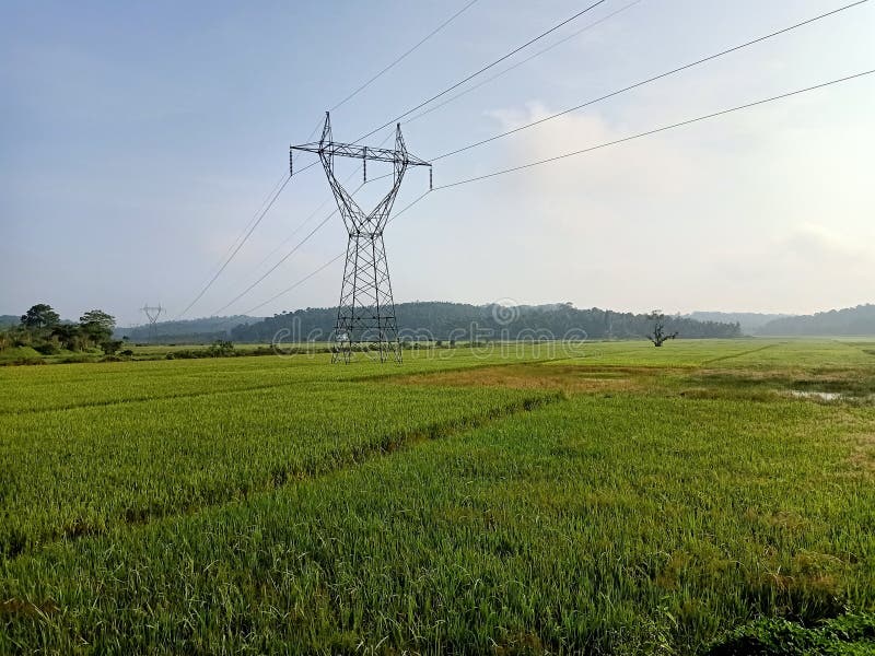 Paddy Field and Electric Line Stock Photo - Image of field, paddy ...