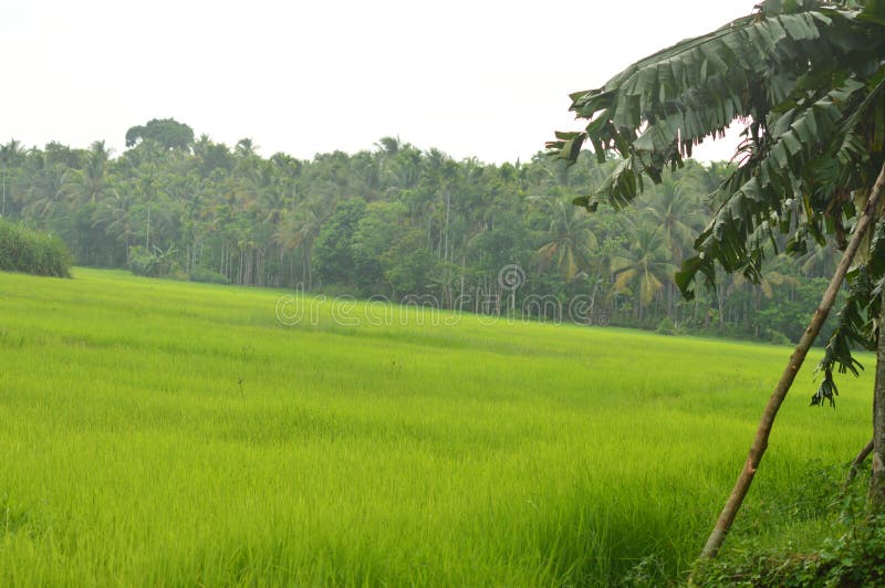 Evening View of Kerala Village Paddy Field Stock Image - Image of ...