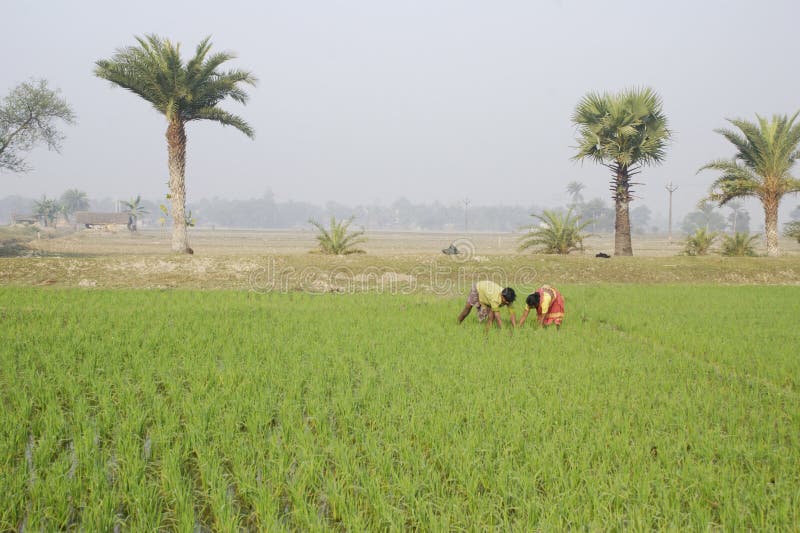 Paddy Field. editorial image. Image of tree, working - 31826335