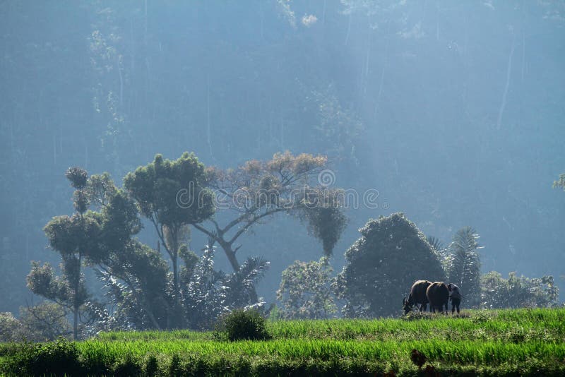 Paddy Field stock image. Image of ambarawa, culture, paddy - 89251539