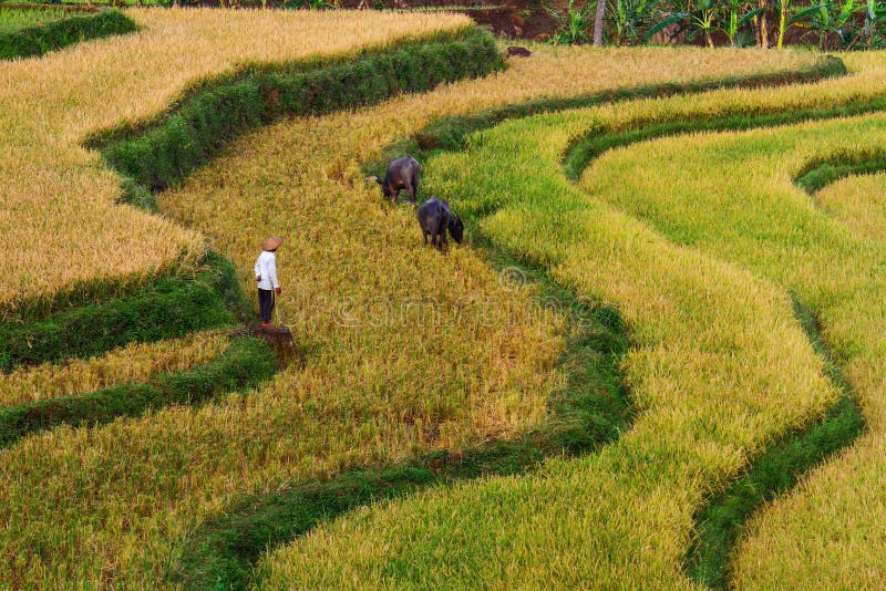 Paddy Field stock photo. Image of travel, paddy, vacation - 89251542