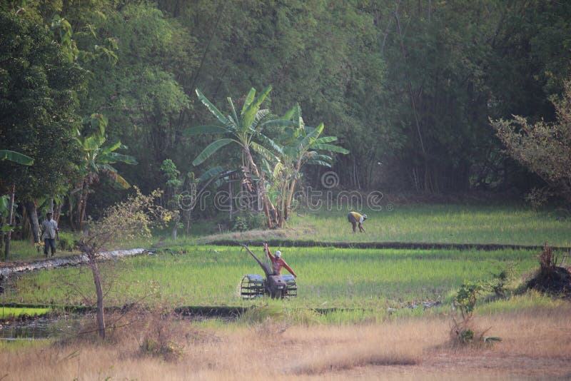 Paddy Field Farmer with Tractor Editorial Stock Photo - Image of ...