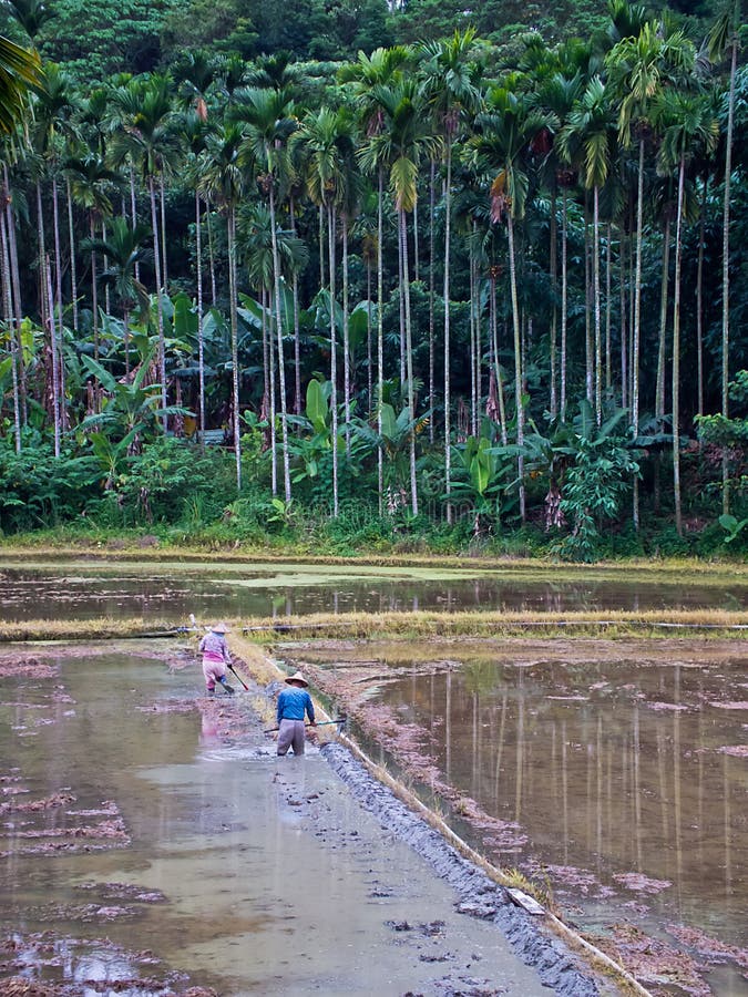 Rice farming in Taiwan stock photo. Image of asia, farmland - 28832022