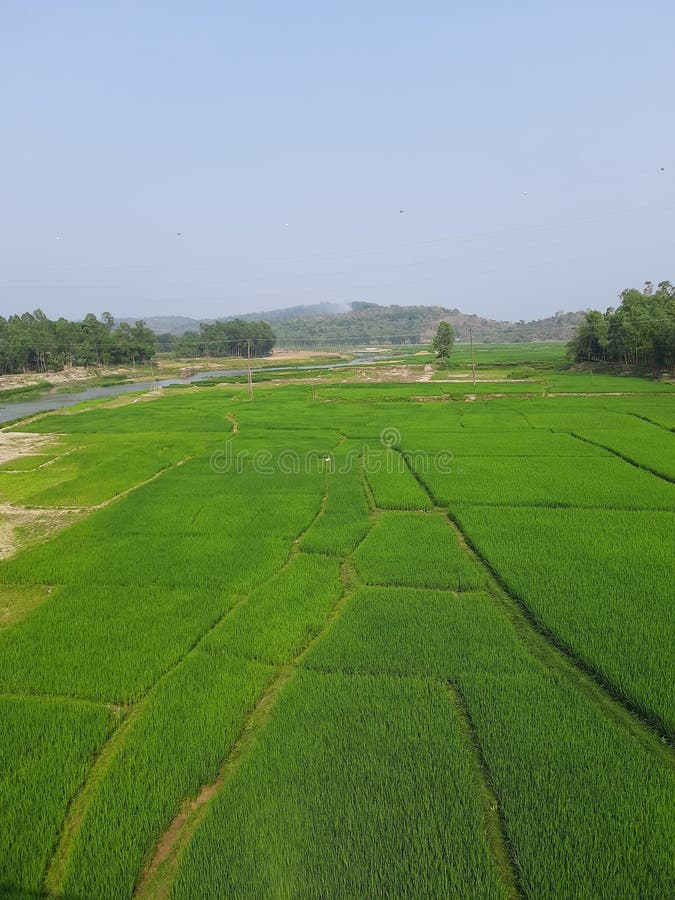 Paddy field farming stock image. Image of crop, soil - 273798535
