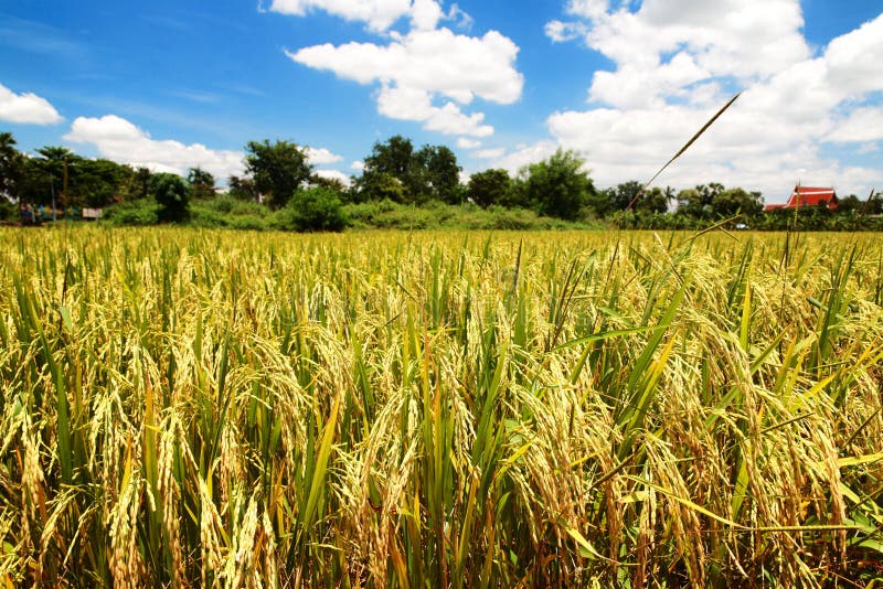 Paddy Field Field at Harvest Stock Image - Image of countryside, asian ...