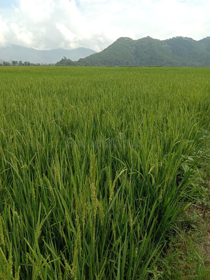 Paddy field stock image. Image of fieldsdk, field, parady - 179648787