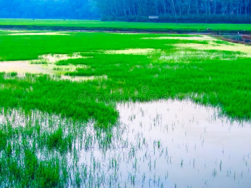 Paddy Field Filled with Water after Conceive Stock Image - Image of ...
