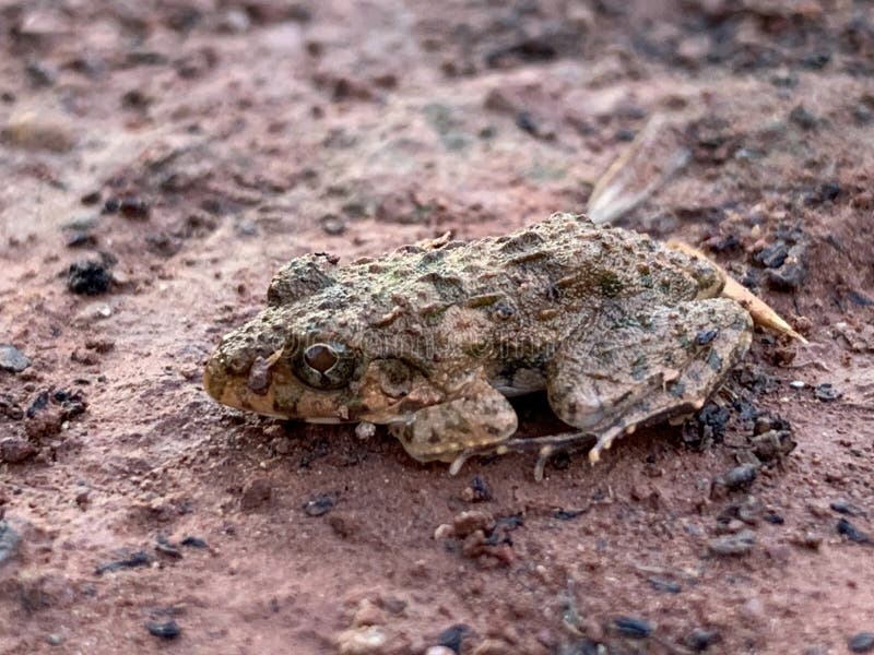 Paddy Field Frog-Fejervarya Limnocharis, Frog, Animal Stock Photo ...