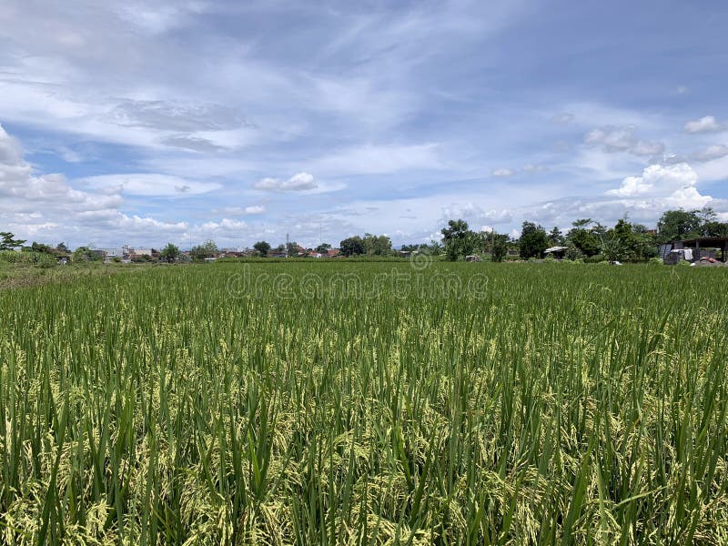 Paddy Field Getting Yellow in Java, Indonesia Stock Photo - Image of ...