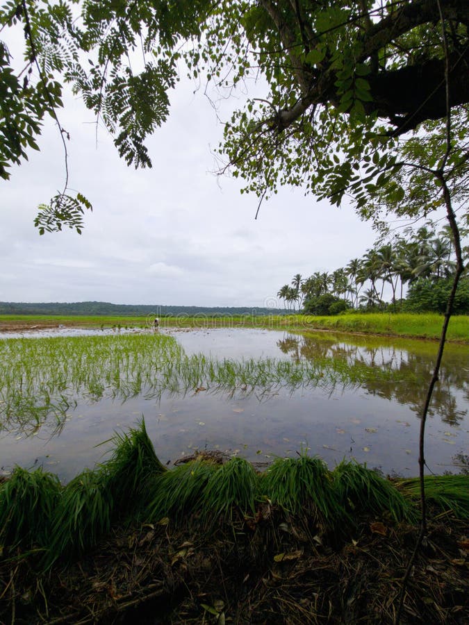Paddy field goa india stock photo. Image of reservoir - 231113816