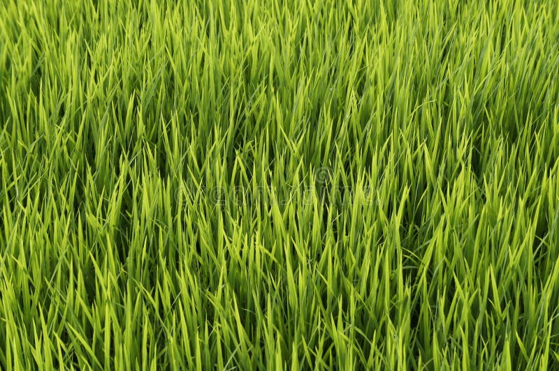 Three Labels with Thank You in Different Languages and Blue Sky Stock ...