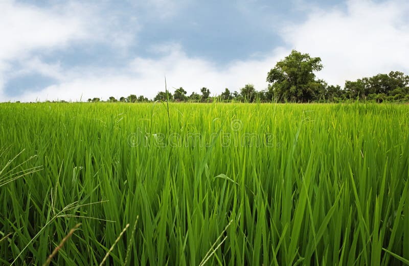 Paddy field stock image. Image of organic, agriculture - 33176901