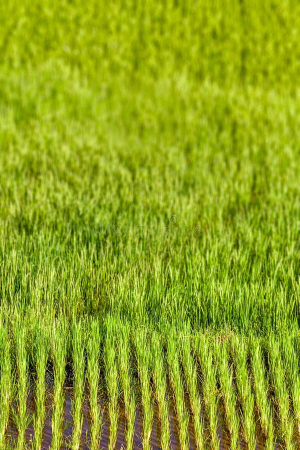 Paddy field background stock image. Image of rural, summer - 15543557