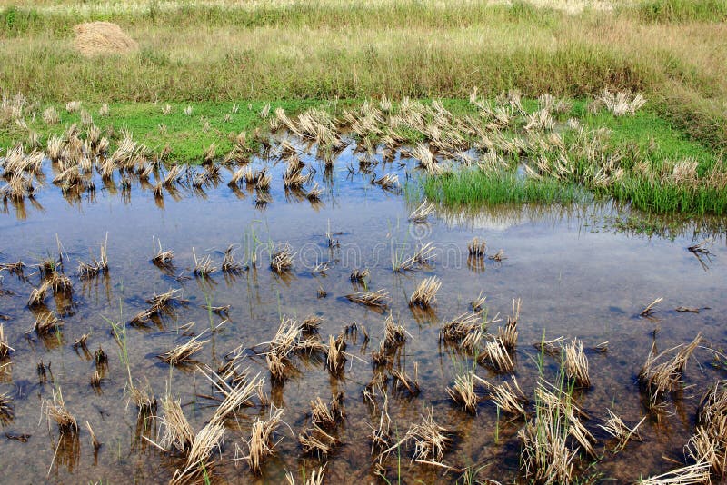 Paddy Field after Harvest stock photo. Image of outdoor - 64696178