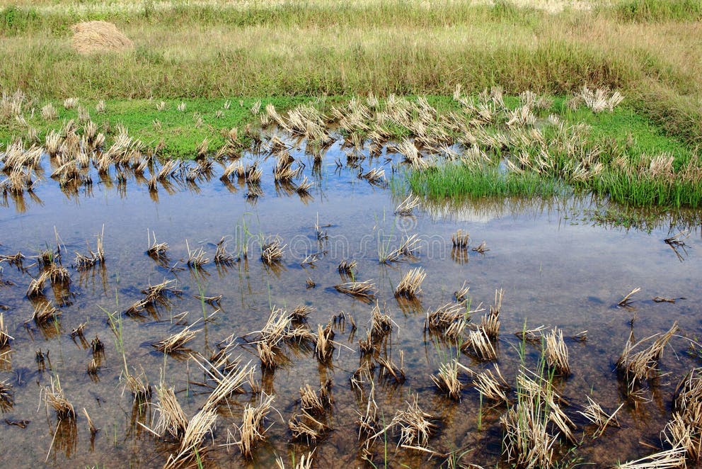 Paddy Field after Harvest stock photo. Image of outdoor - 64696178