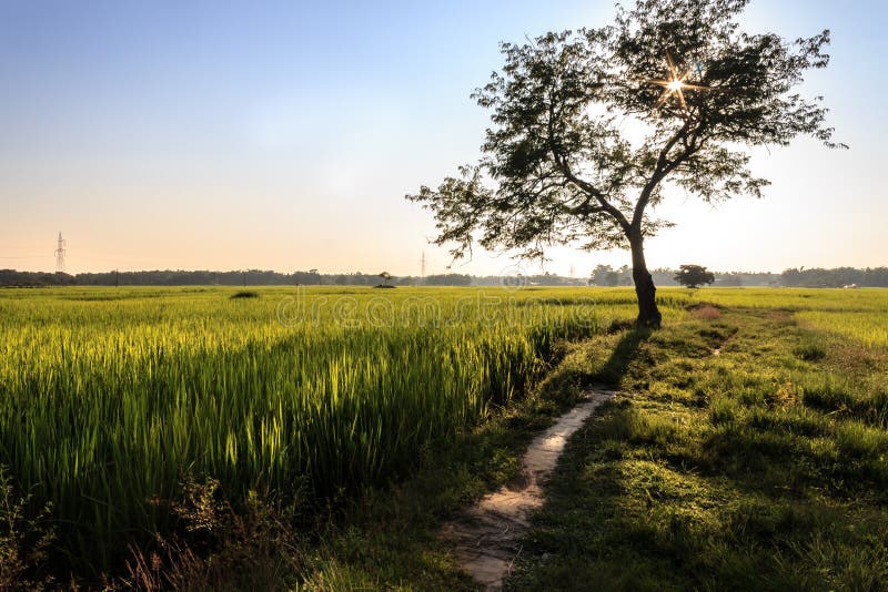 Paddy field stock image. Image of action, colour, color - 45775743