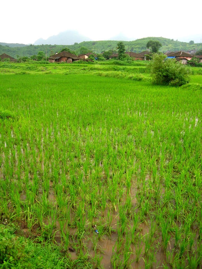 Paddy Field and Indian Village Stock Photo - Image of homes, meadow ...